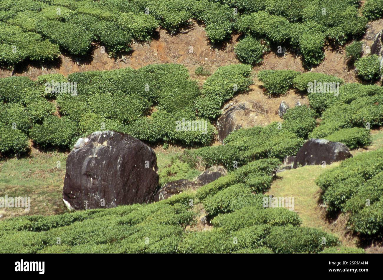 Tea garden plants in Munnar Kerala India Stock Photo - Alamy