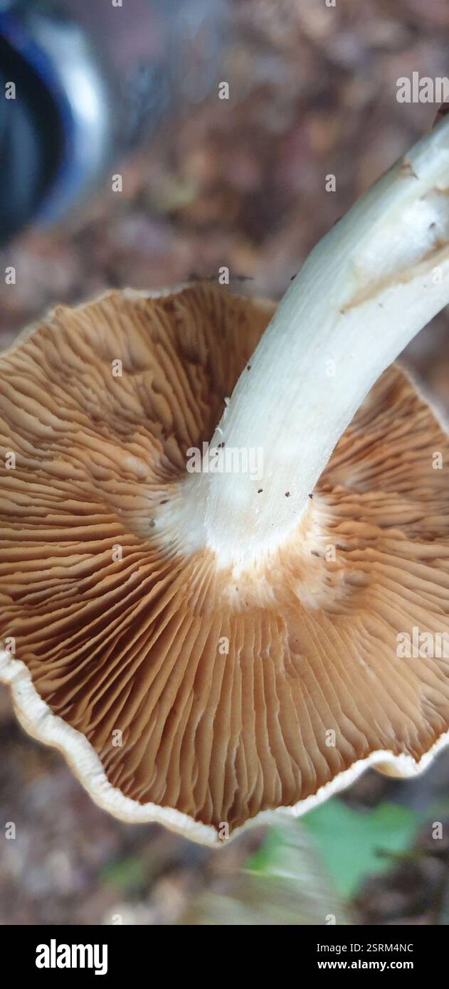 Webcaps (Cortinarius), Fungi, Upper Hutt, NZ-WG, NZ, Attached gills ...
