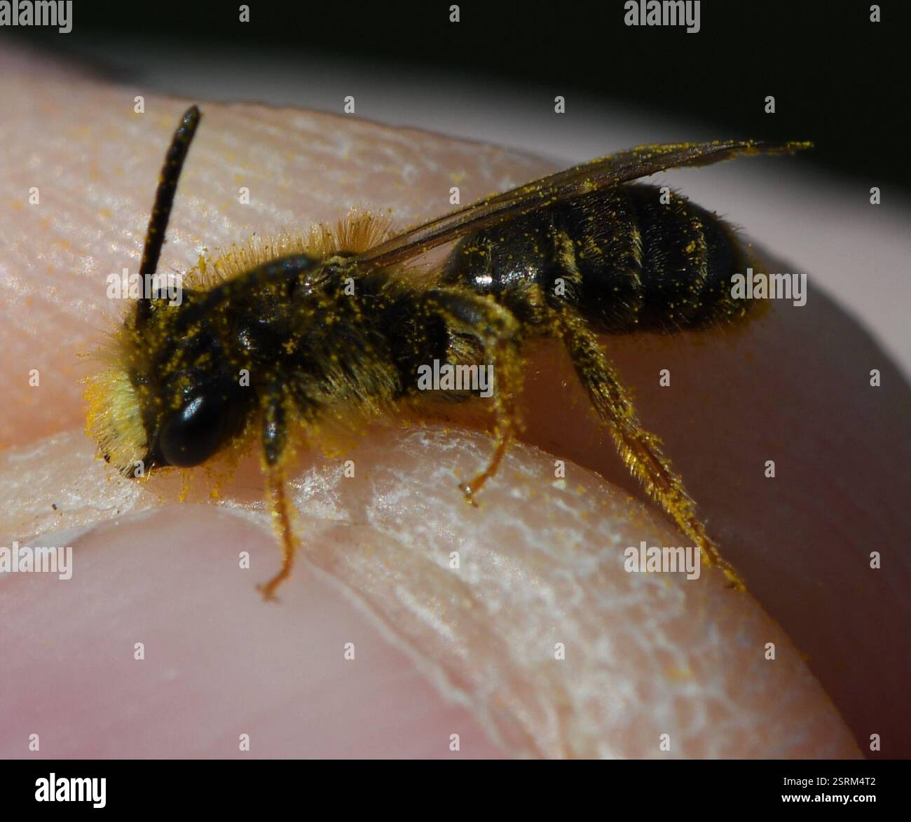 Mining Bees (Andrena), Insecta, 8220 Brabrand, Danmark, Tried with ...