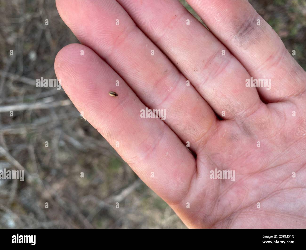Water, Rove, Scarab, Long-horned, Leaf, and Snout Beetles (Polyphaga ...