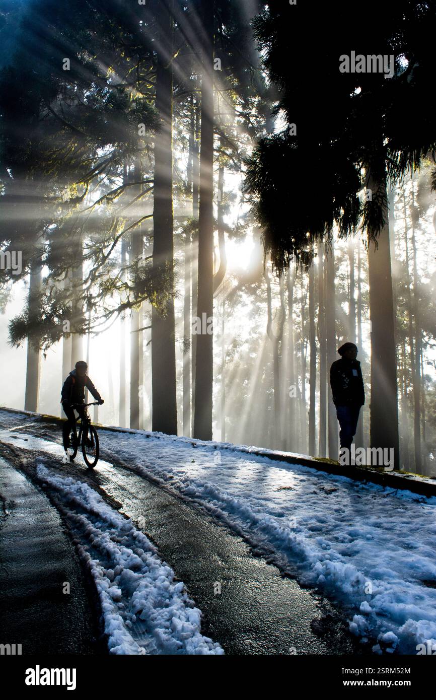 Lonely solitary trees standing hi-res stock photography and images - Alamy