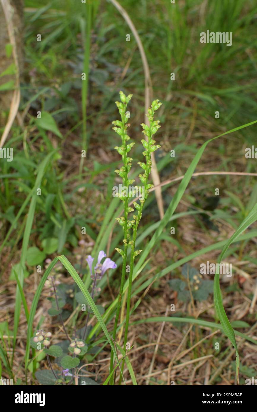 common onion-orchid (Microtis unifolia), Plantae, 中国浙江省温州市洞头区 Stock ...