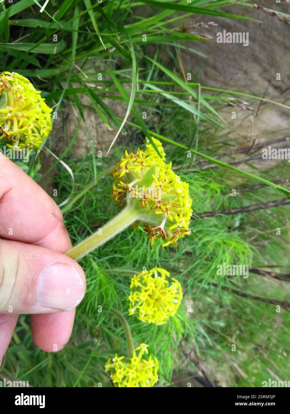 Yellowhead Curryflower (Lasiosiphon kraussianus), Plantae, uThukela ...