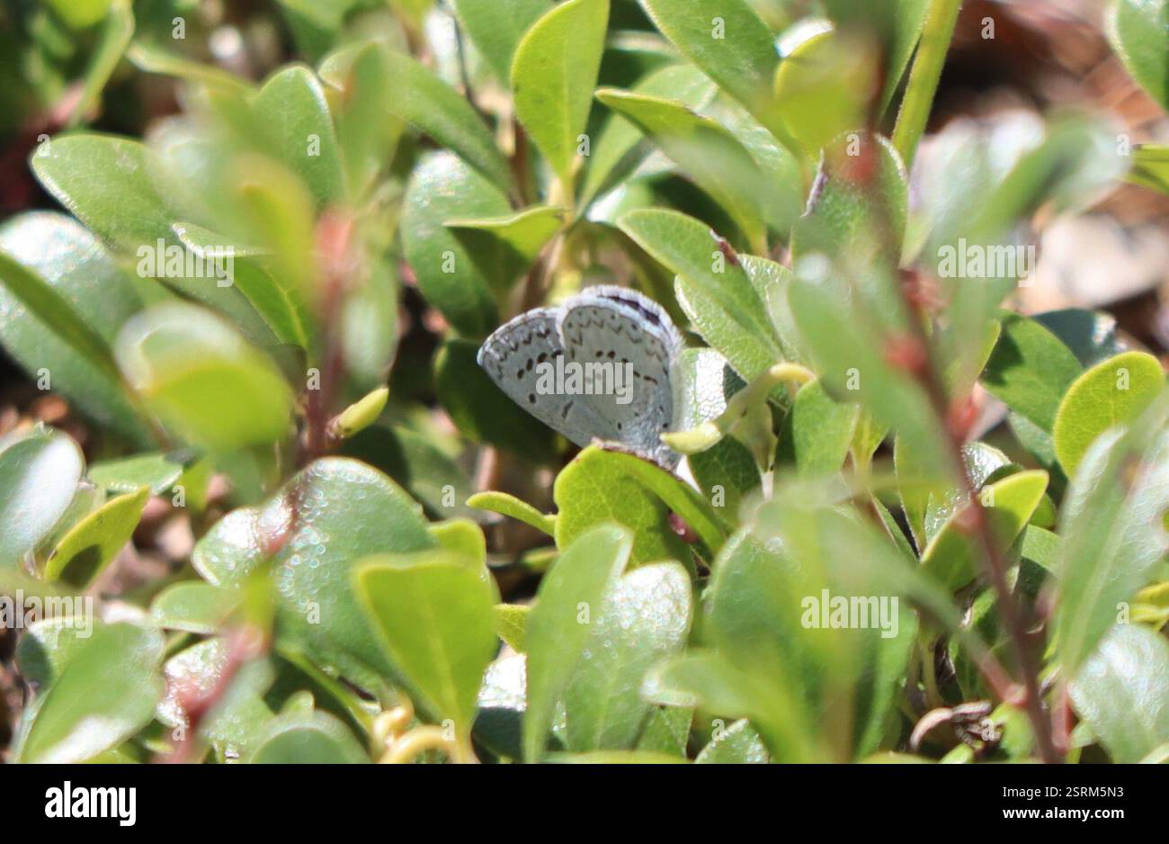 Echo Azure (Celastrina echo), Insecta, Okanagan-Similkameen, BC, Canada ...