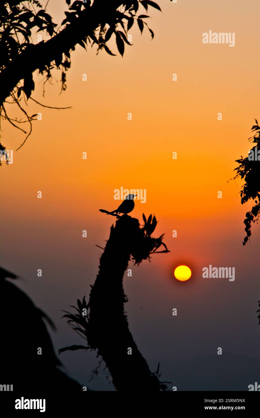 Birds on tree in evening hi-res stock photography and images - Alamy