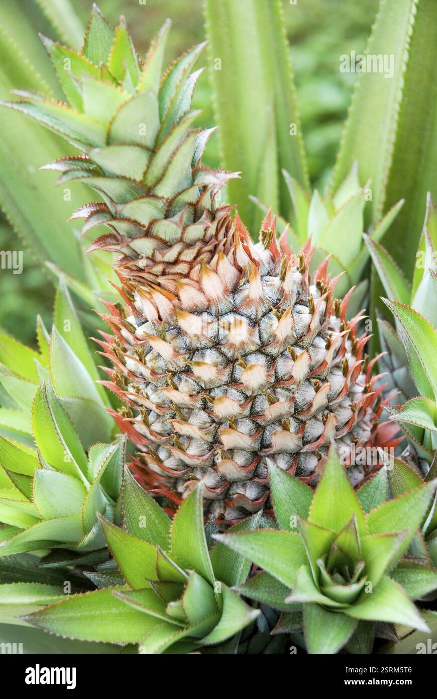 Fruit, Pineapple Ananas comosus Bromalid plant oblong brown pink rough ...