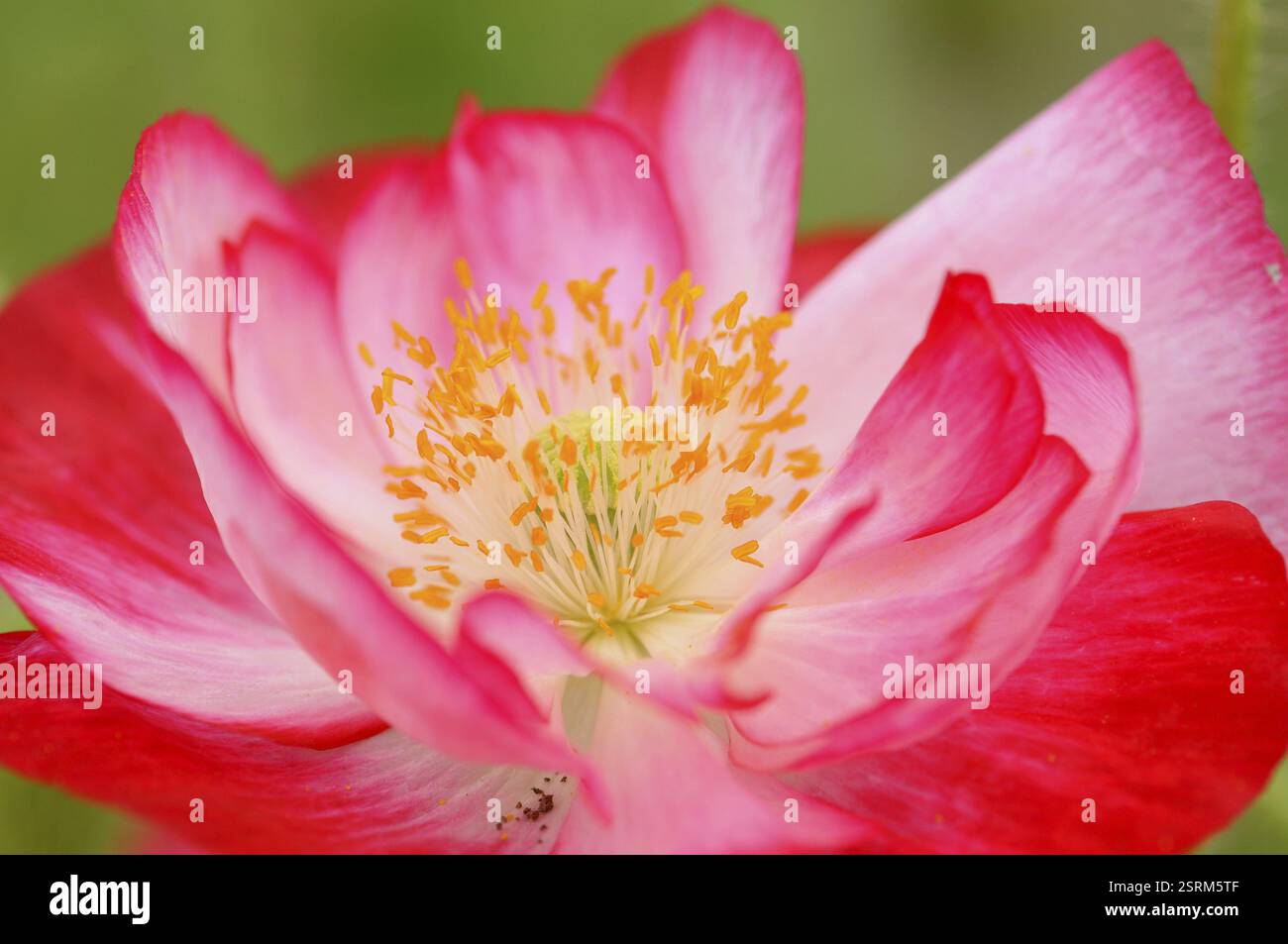 Poppy flower, Jammu and Kashmir, India, Asia Stock Photo - Alamy