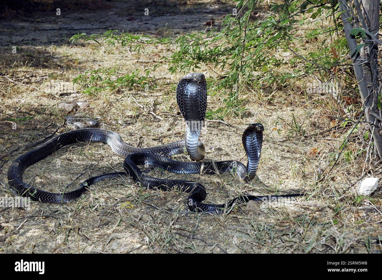 Black cobra, Jodhpur, Rajasthan, India, Asia Stock Photo - Alamy