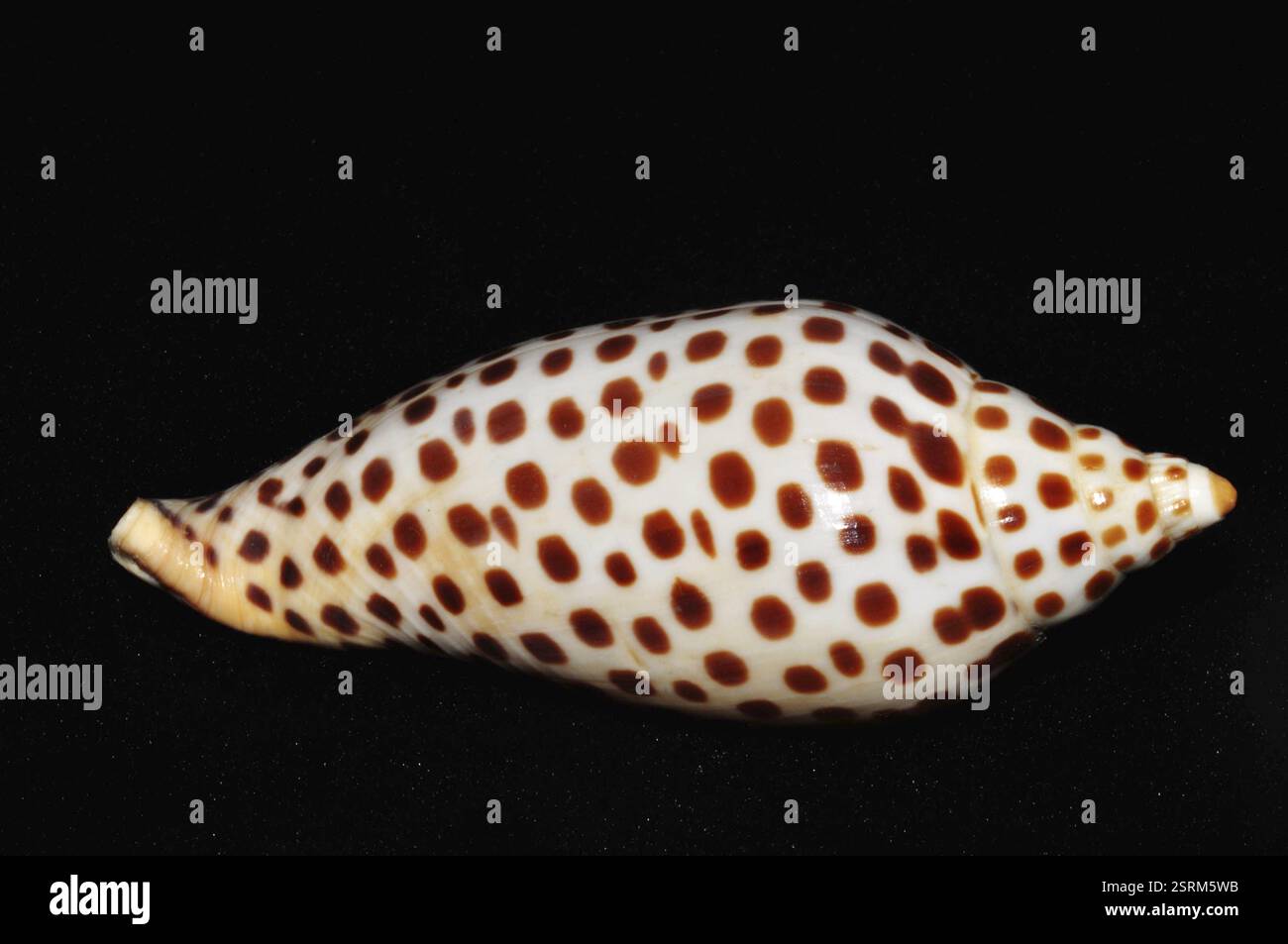 Scaphella Junonia Shell, India, Asia Stock Photo - Alamy