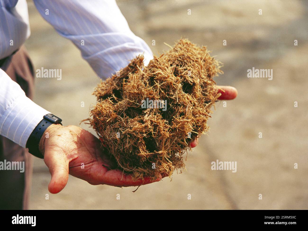 Crushed timber paper plant, Lalpur, Uttar Pradesh, India, Asia Stock ...