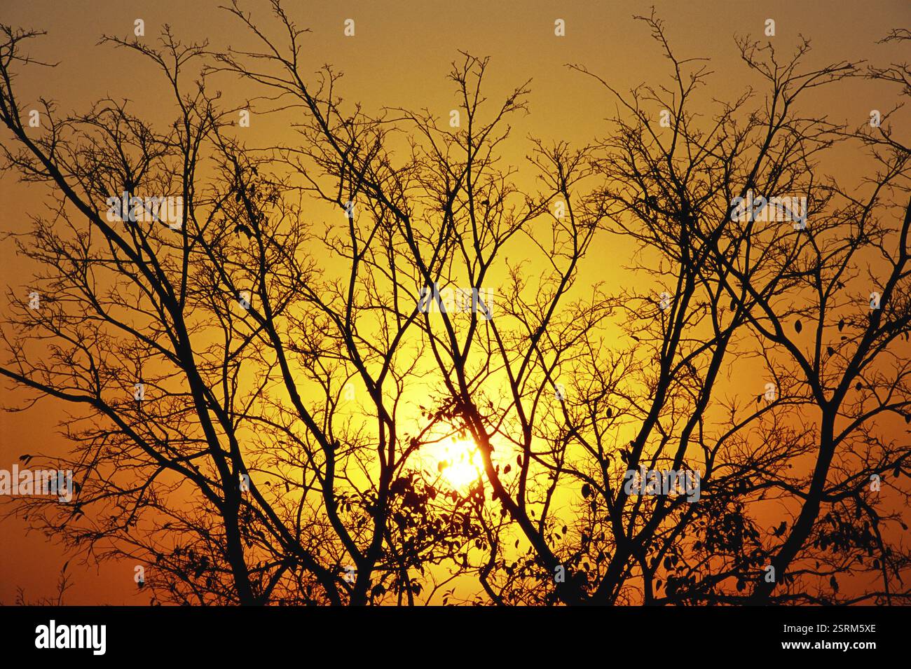 Colourful sunset behind tree, Pune, Maharashtra, India, Asia Stock ...