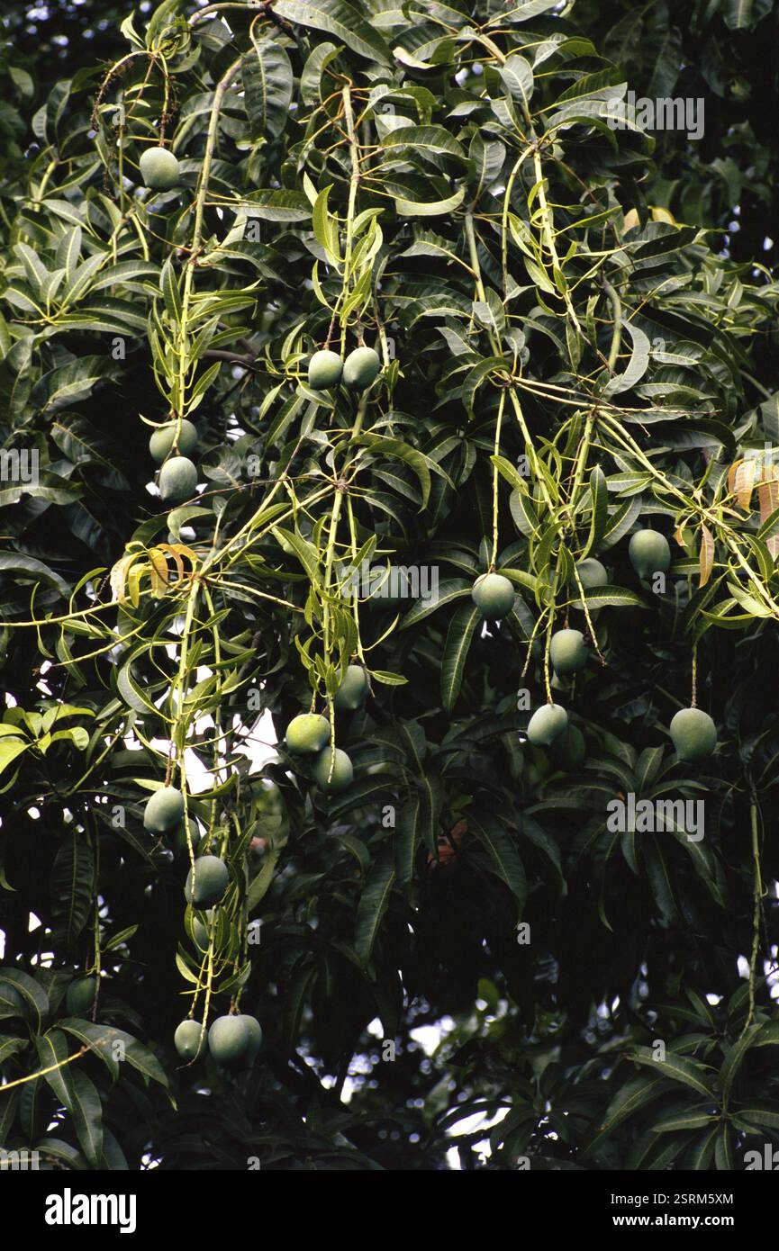 Full mango tree hi-res stock photography and images - Alamy