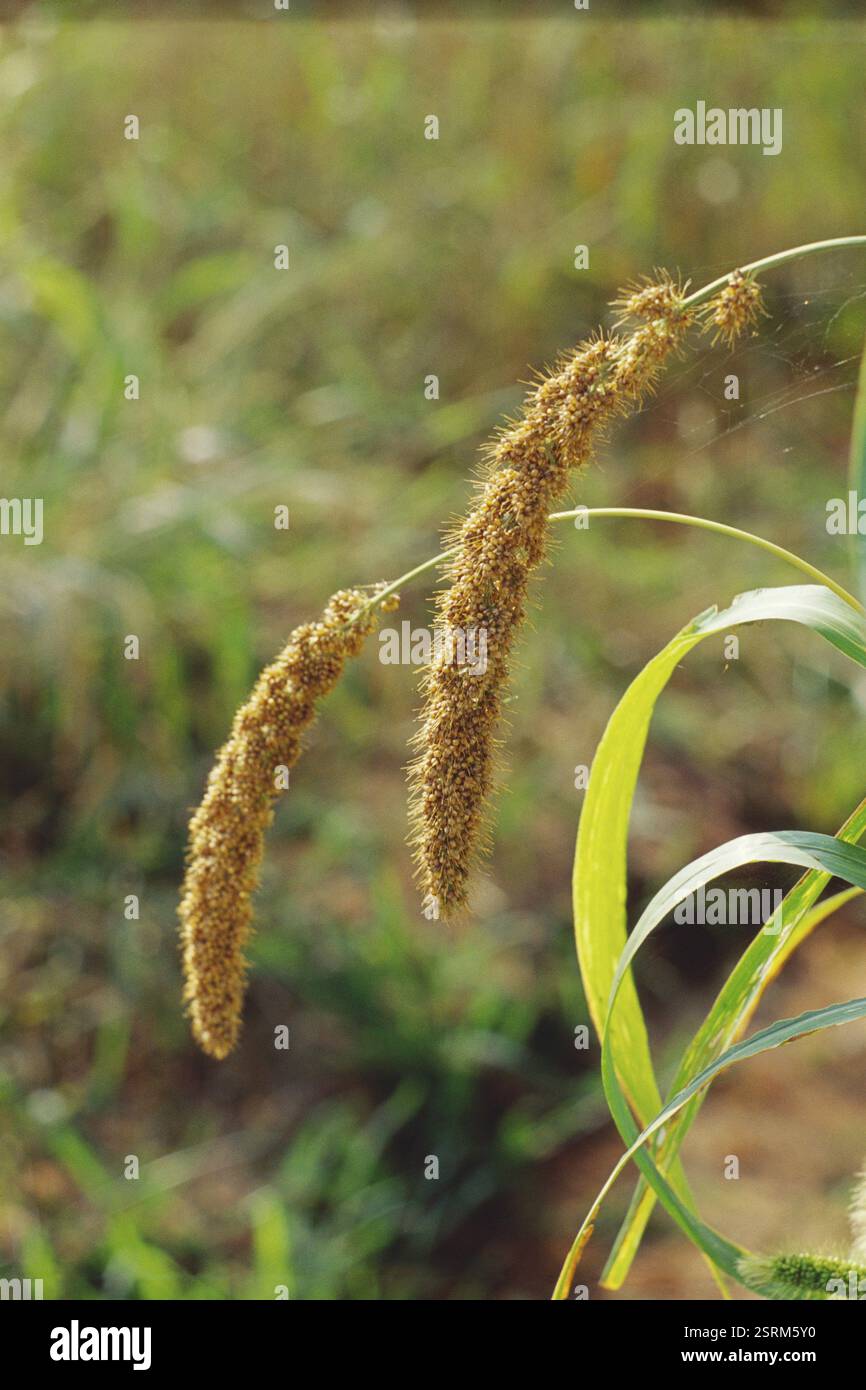 Foxtail millet crop, India, Asia Stock Photo - Alamy