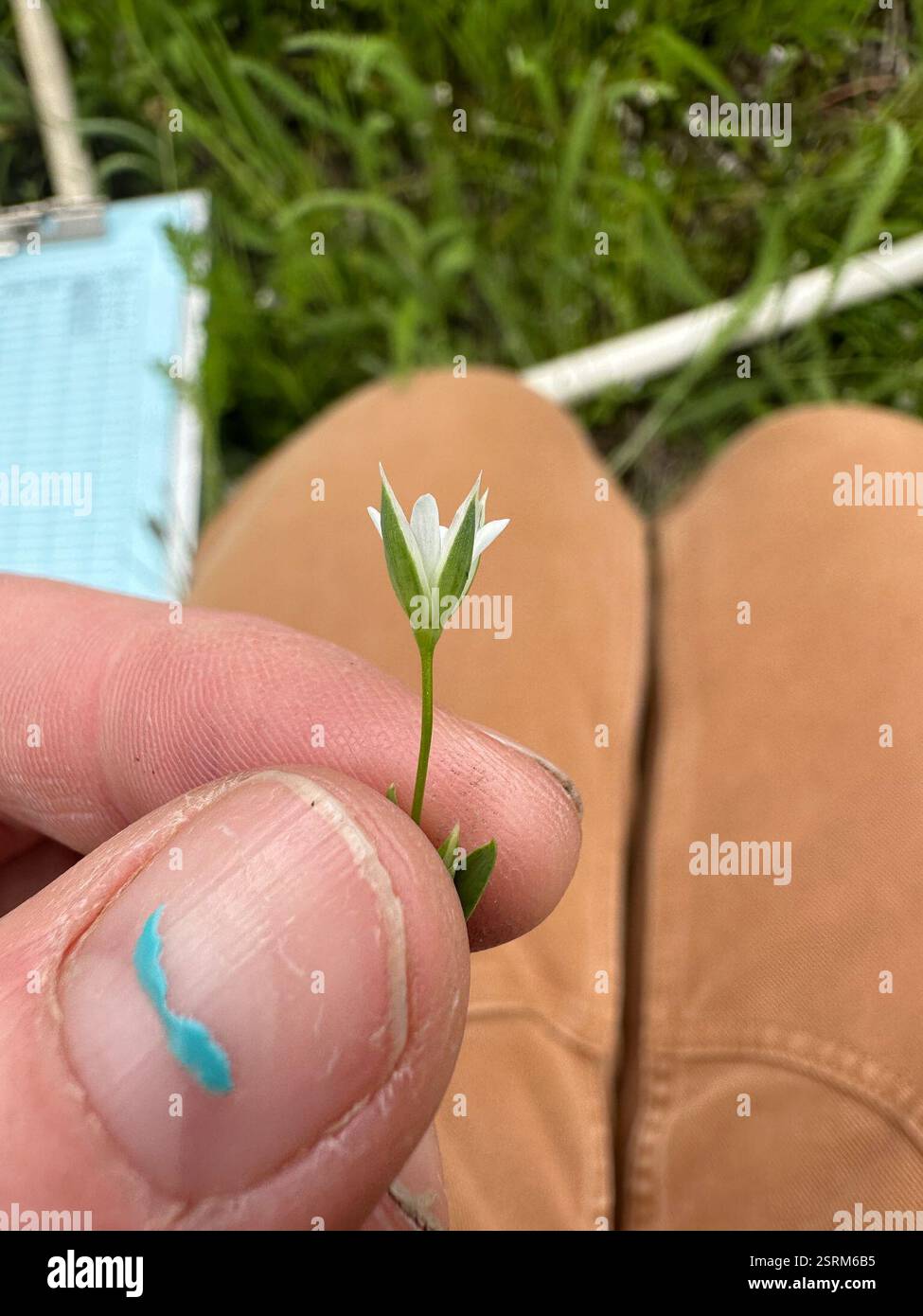 Upright Chickweed (Moenchia erecta), Plantae, Row River Trail, Dorena ...