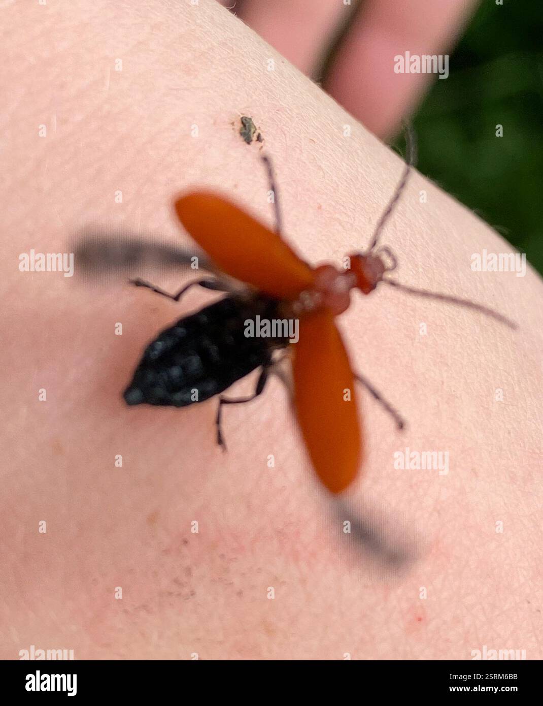Common Cardinal Beetle (Pyrochroa serraticornis), Insecta, Frog Lane ...