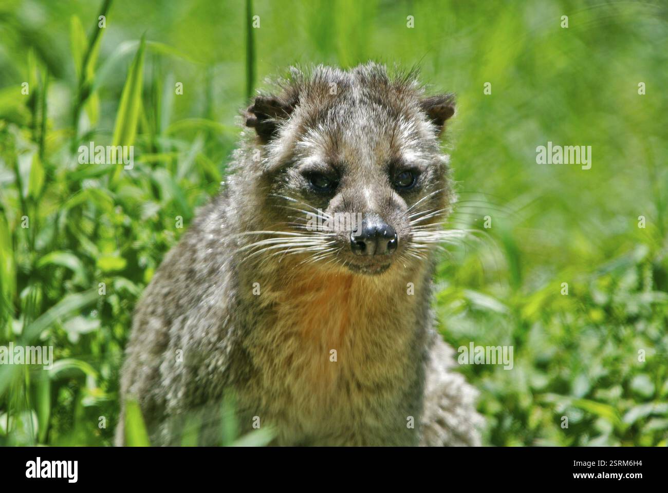 Himalayan Palm Civet Paguma larvata, Gangtok Zoo, Sikkim, India, Asia ...