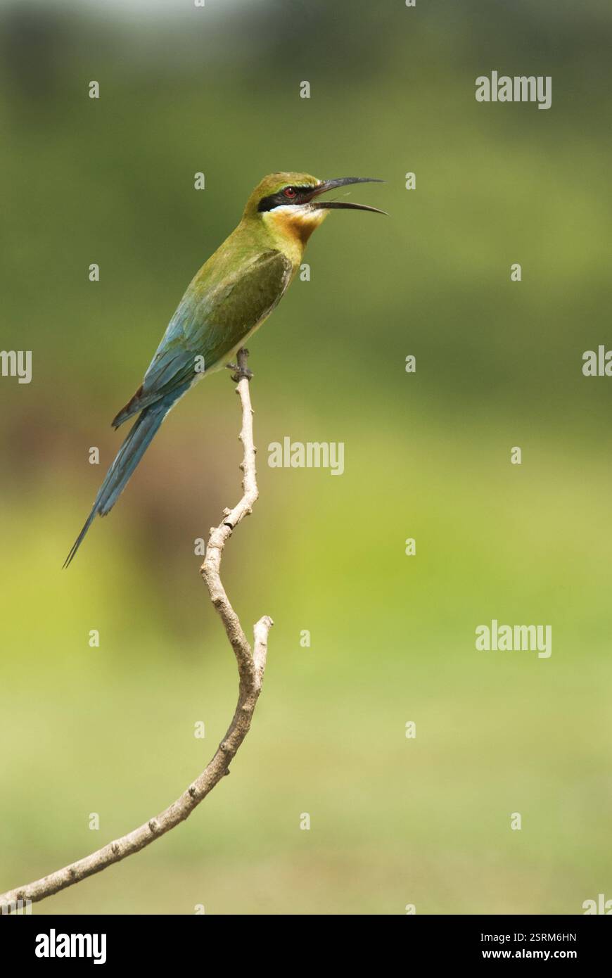 Birds, blue tailed bee eater merops philippinus, bangalore, karnataka, india Stock Photo - Alamy