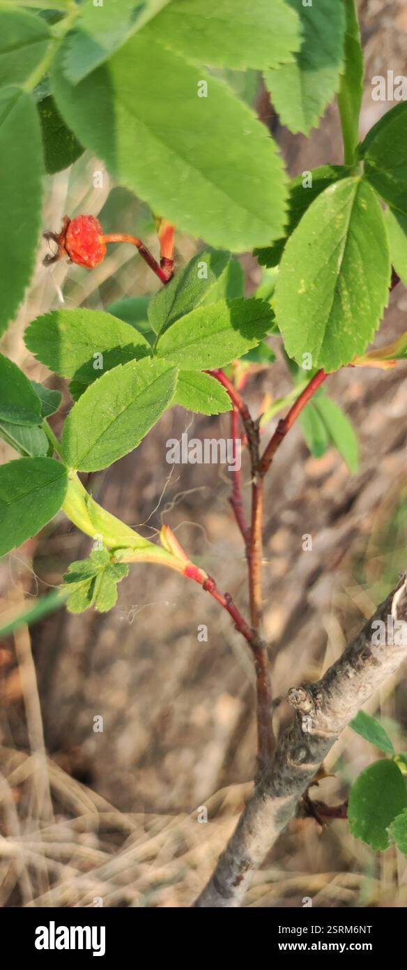 Cinnamon Rose (Rosa cinnamomea), Plantae, г. Снежинск, Челябинская обл ...