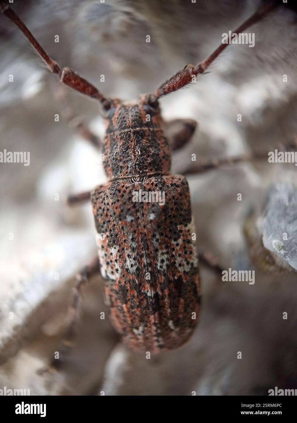 white-clouded longhorn beetle (Mesosa nebulosa), Insecta, 23010 Buglio ...