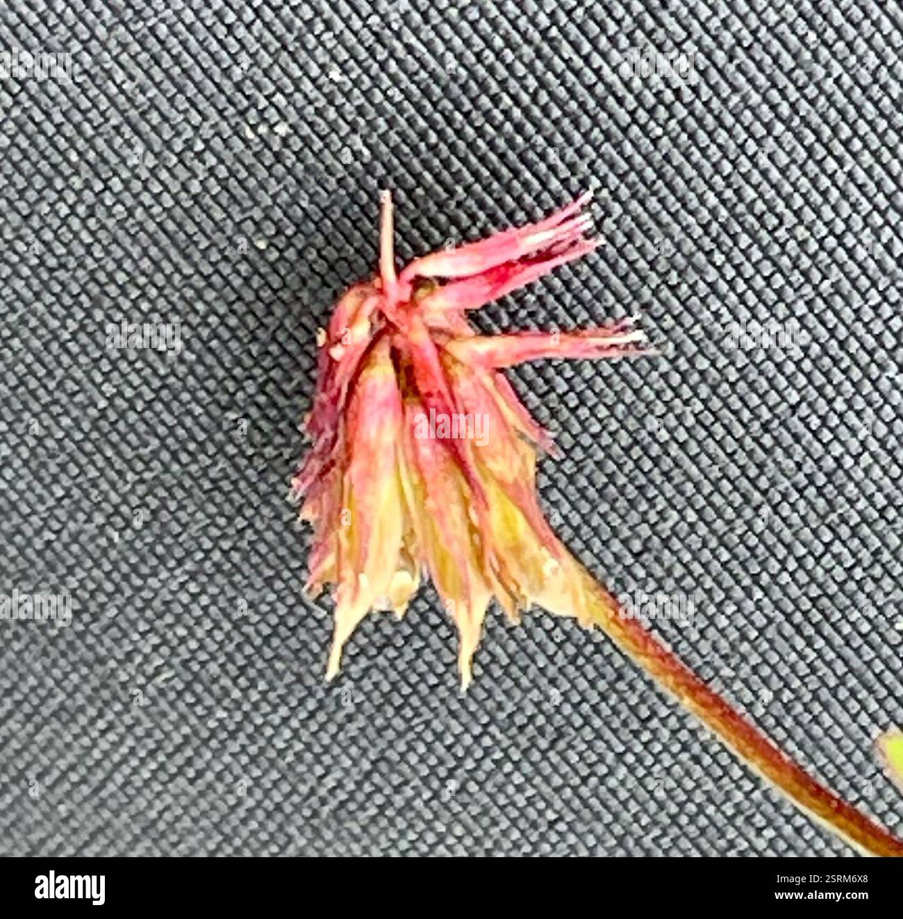 pinpoint clover (Trifolium gracilentum), Plantae, Gigling Rd, Marina ...