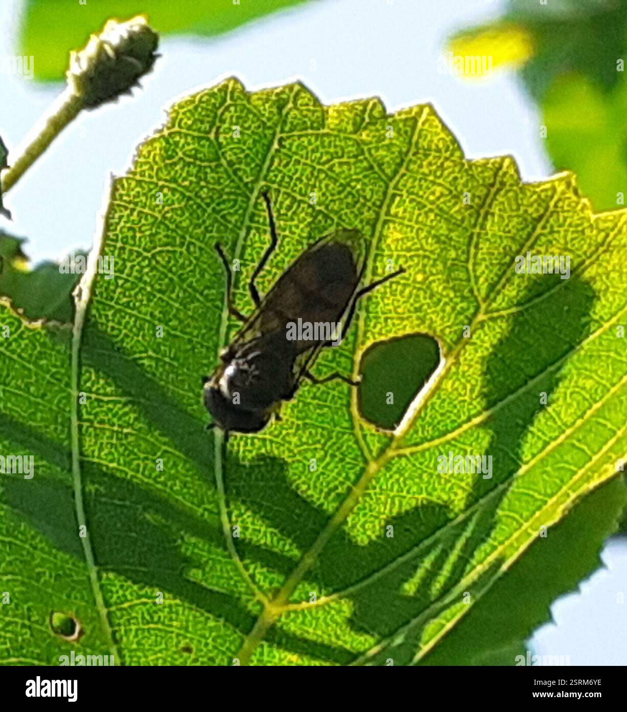 (Xanthandrus), Insecta, Città metropolitana di Roma Capitale, Italia ...