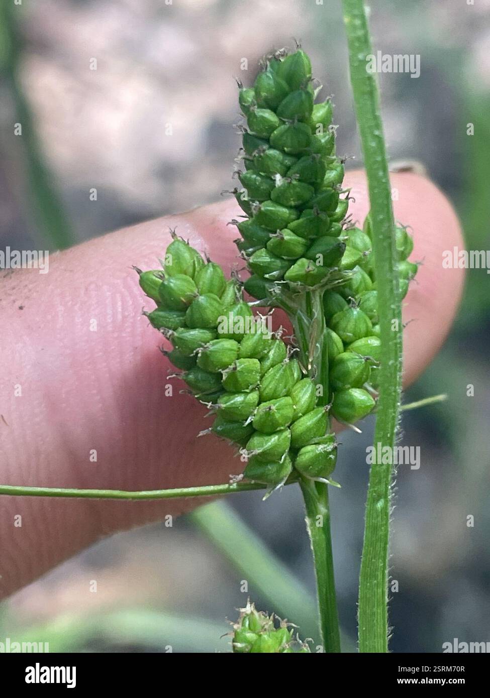 fuzzy wuzzy sedge (Carex hirsutella), Plantae, Morrow Mountain State ...