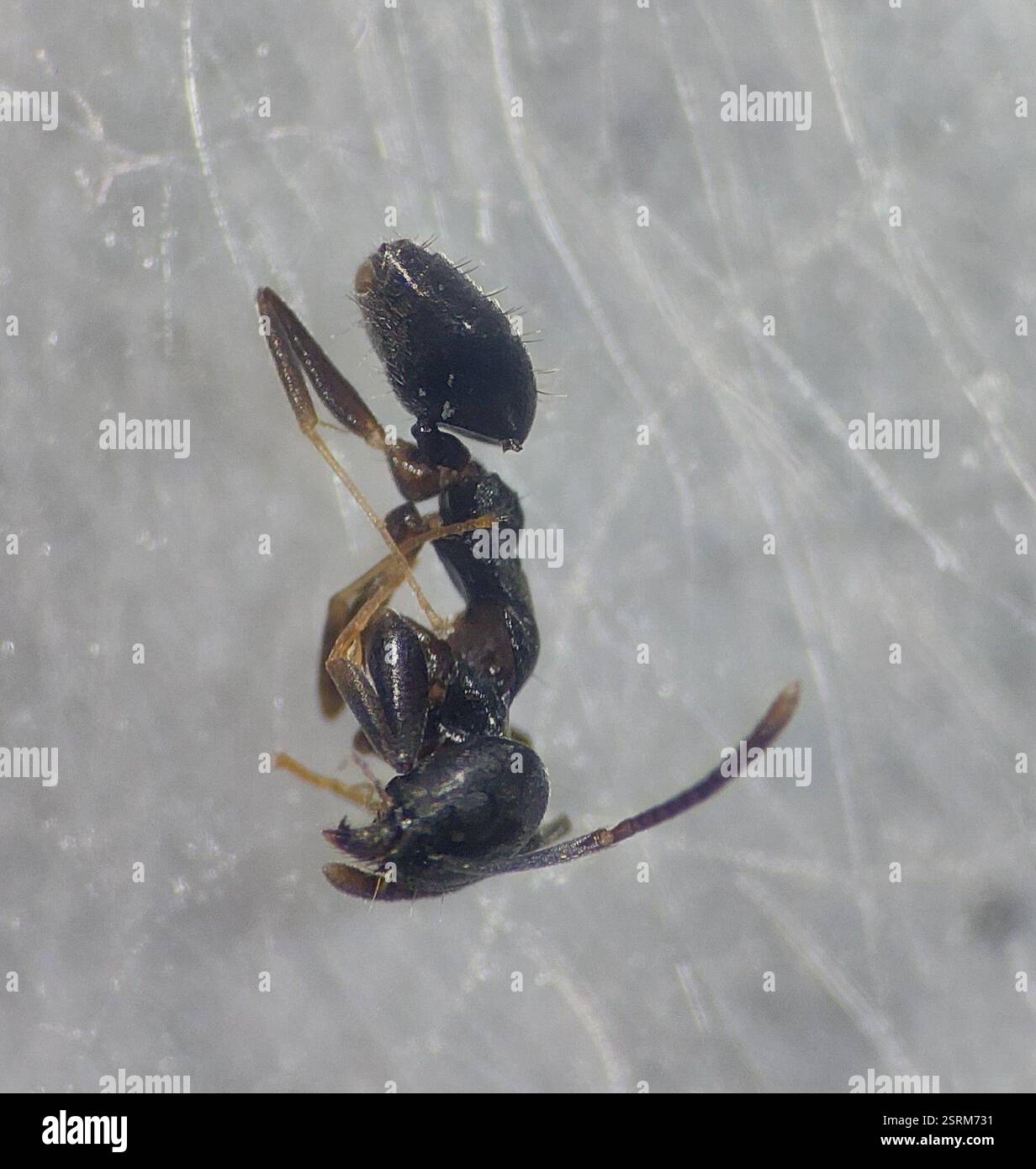 Fijian white-footed ant (Technomyrmex vitiensis), Insecta, 60316 ...