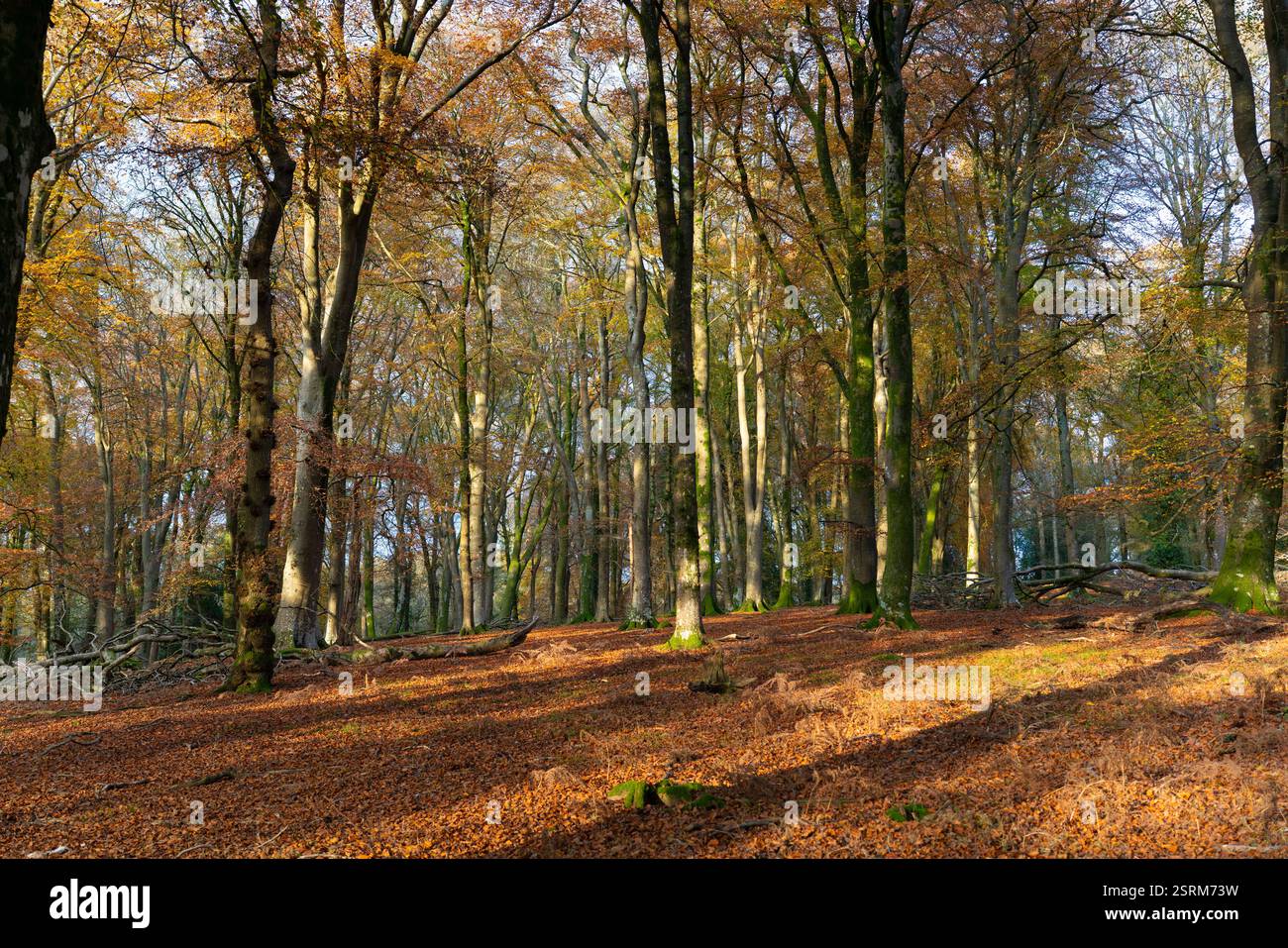 Eyeworth Wood in the New Forest, in an area of mixed Beech and Oak ...