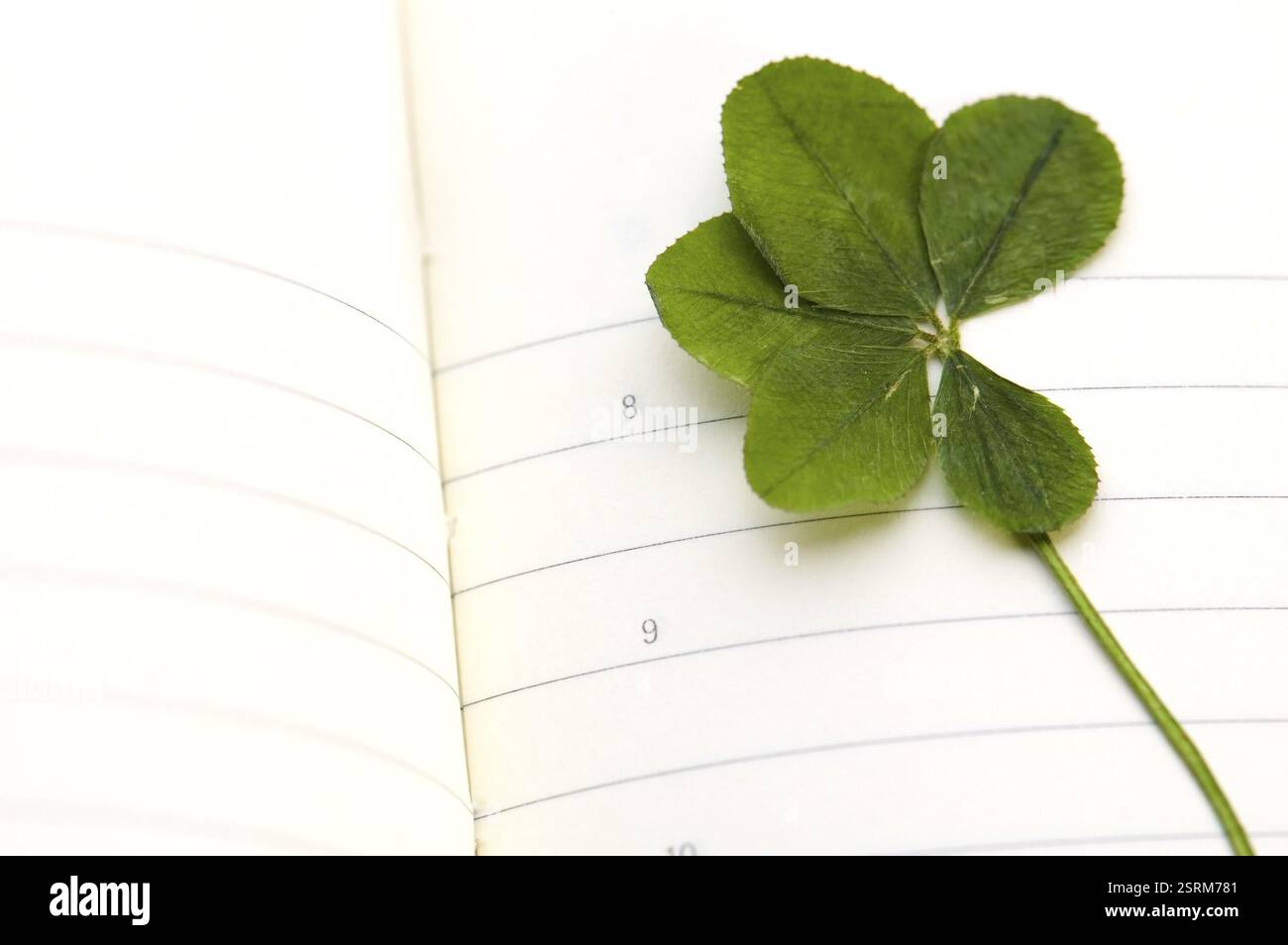 Five Leaf Clover and New Day Stock Photo - Alamy