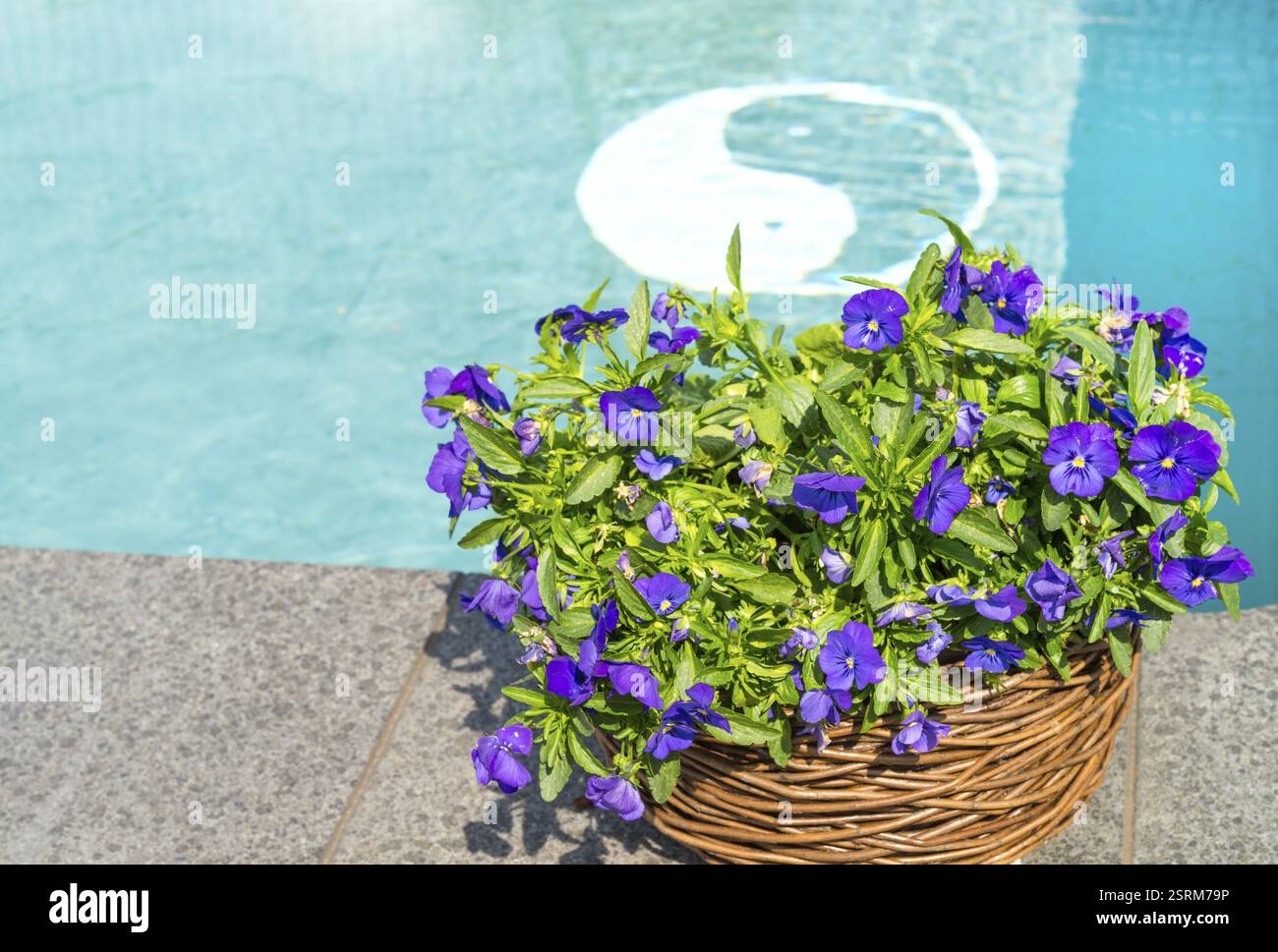 Swimming pool and flower Stock Photo - Alamy