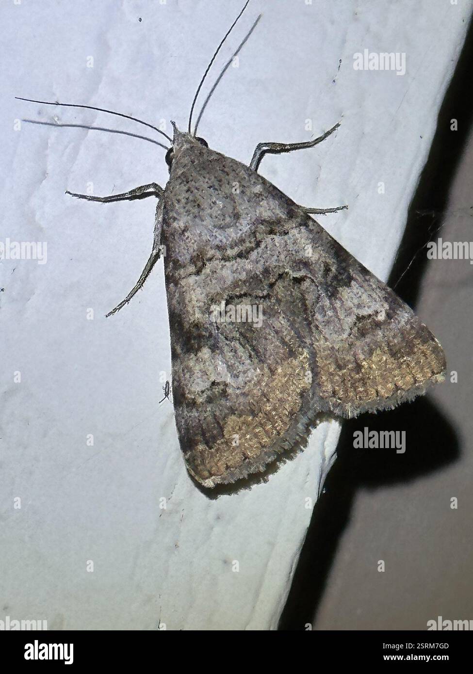 Deduced Graphic (Bulia deducta), Insecta, Cheyenne Dr, Woodward, OK, US ...