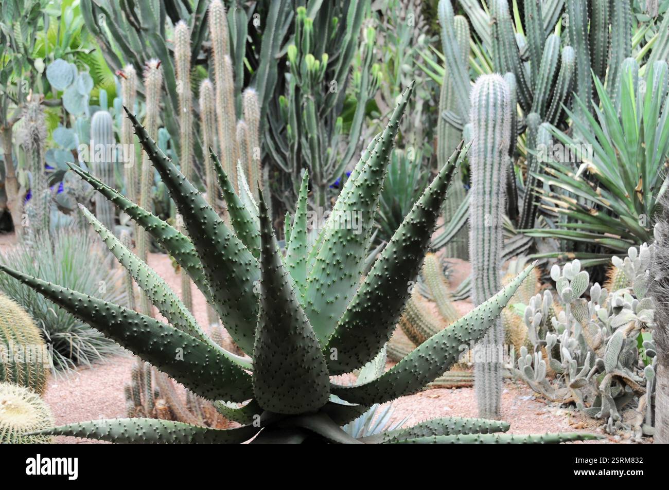 Jardin Majorelle, Botanical Garden in Marrakech, Various cacti and an ...