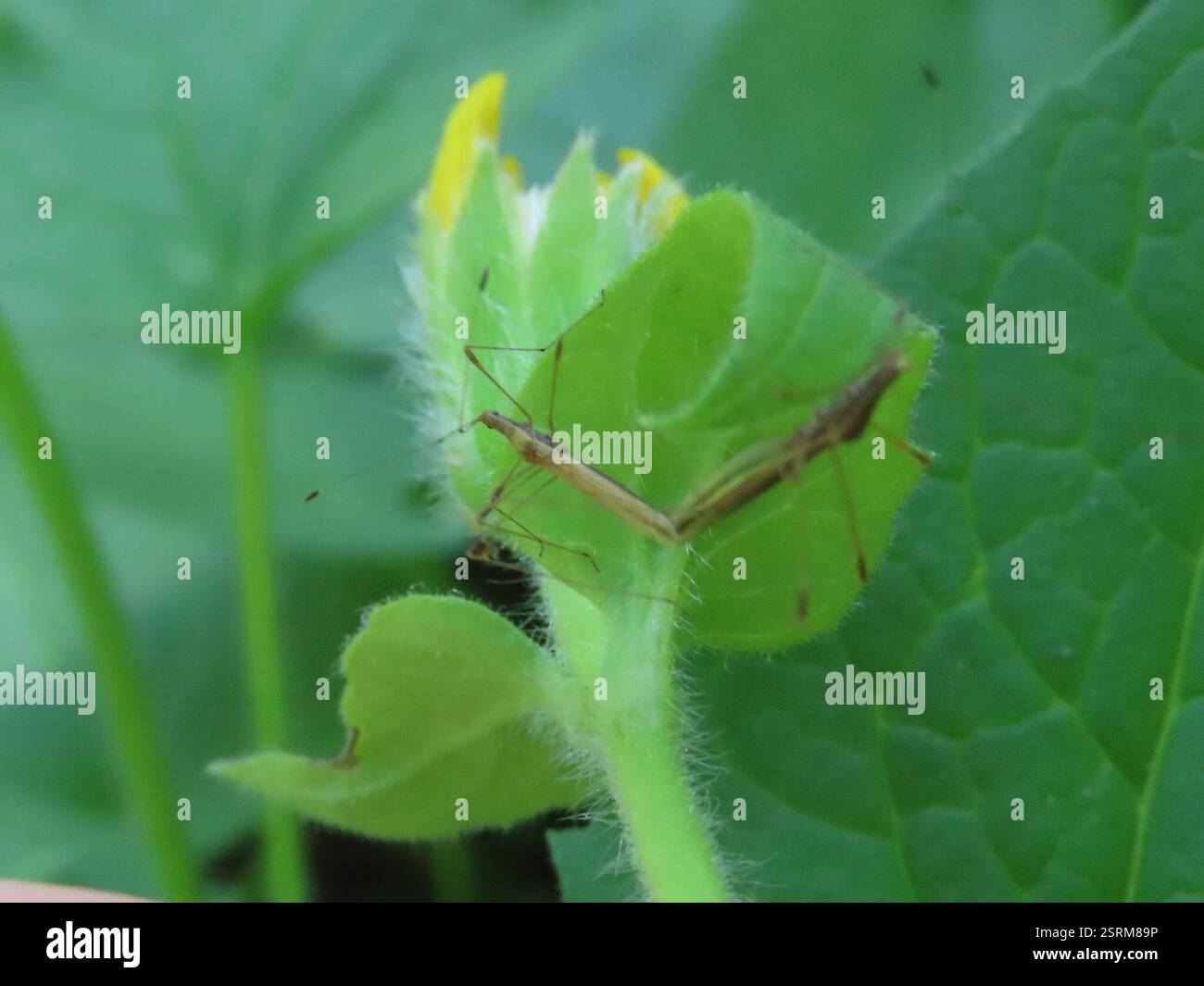 (Neoneides muticus), Insecta, Tillicum Rd, North Okanagan, BC, CA Stock ...