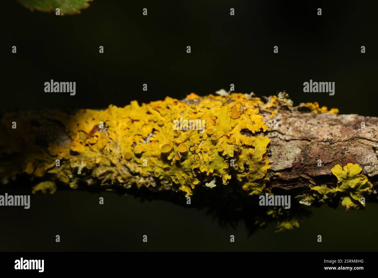 Common Sunburst Lichen (Xanthoria parietina), Fungi, Norton Priory ...