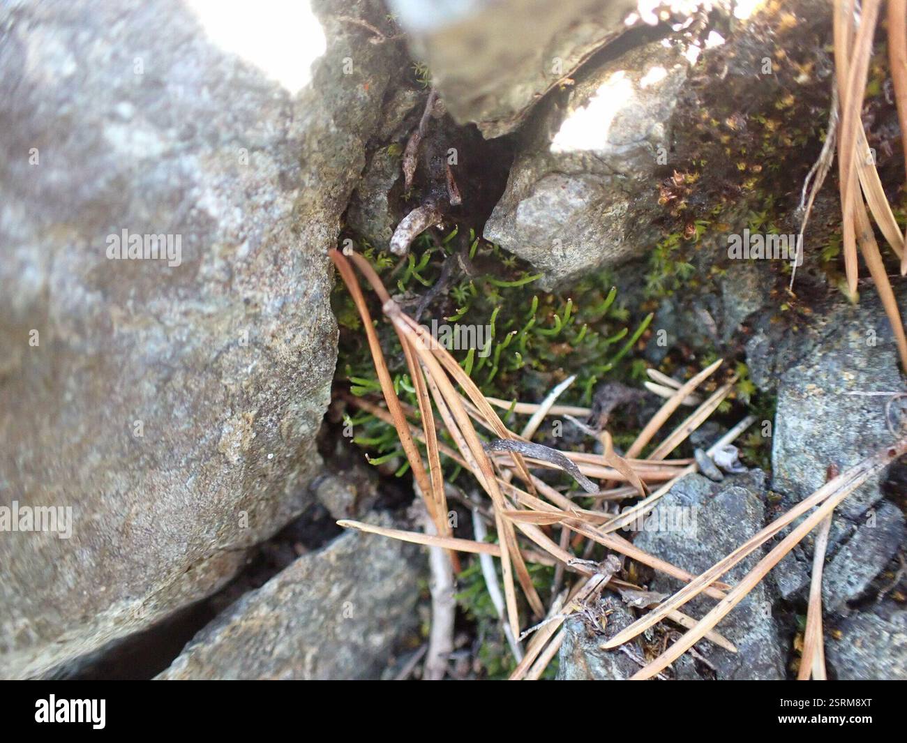 Pearson's phaeoceros (Paraphymatoceros pearsonii), Plantae, Capital, BC ...