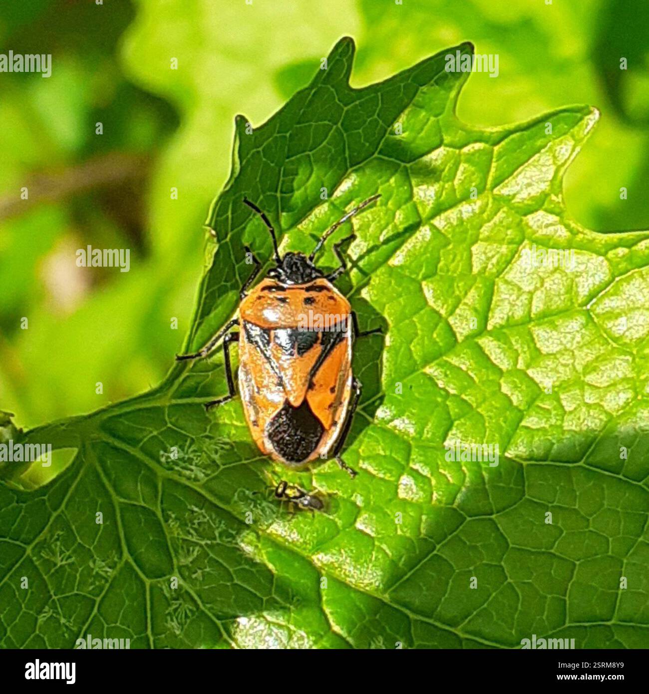red cabbage bug (Eurydema ornata), Insecta, 30-644 Kraków, Polska Stock ...