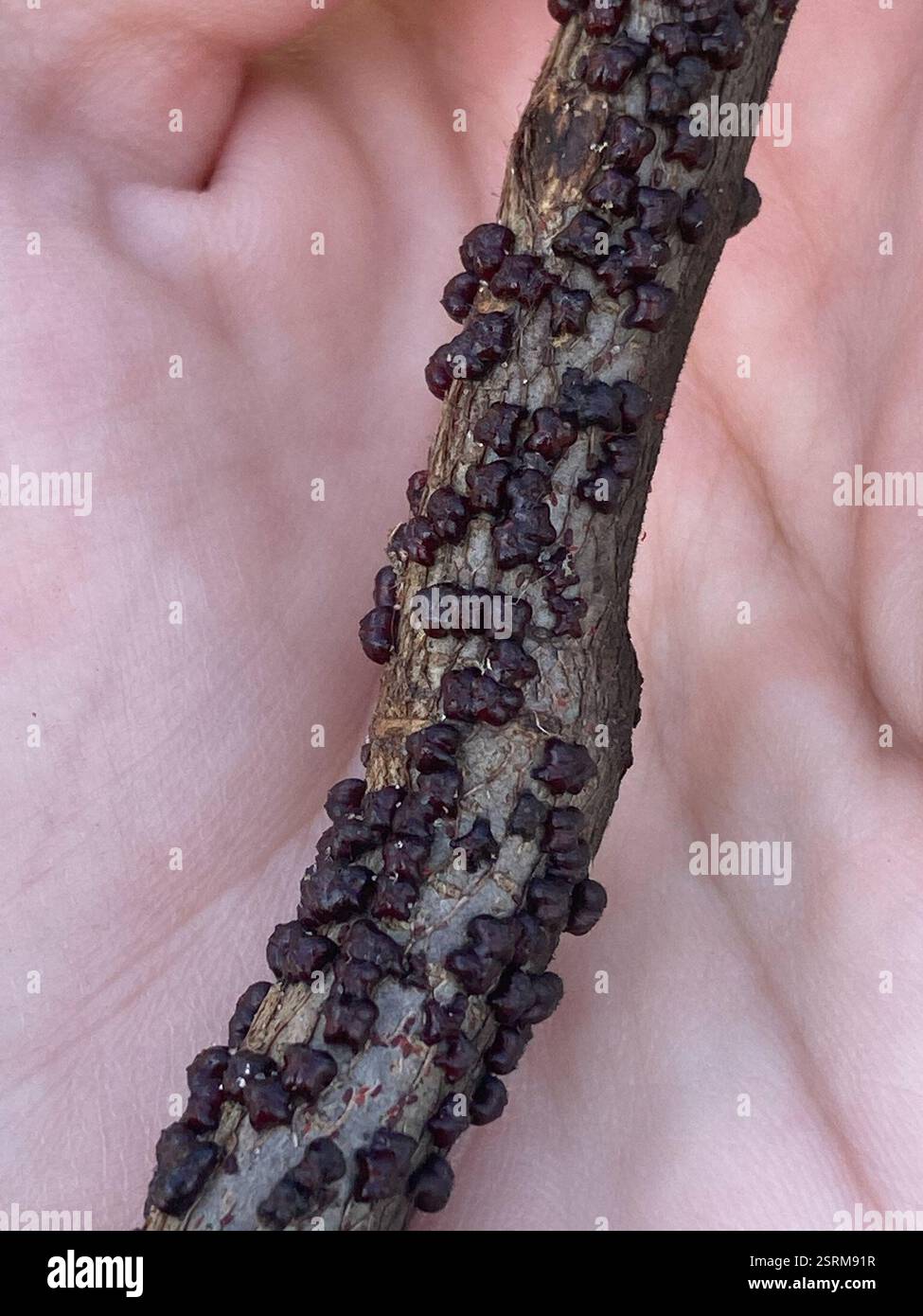 Lobate Lac Scale (Paratachardina pseudolobata), Insecta, Florida, US ...