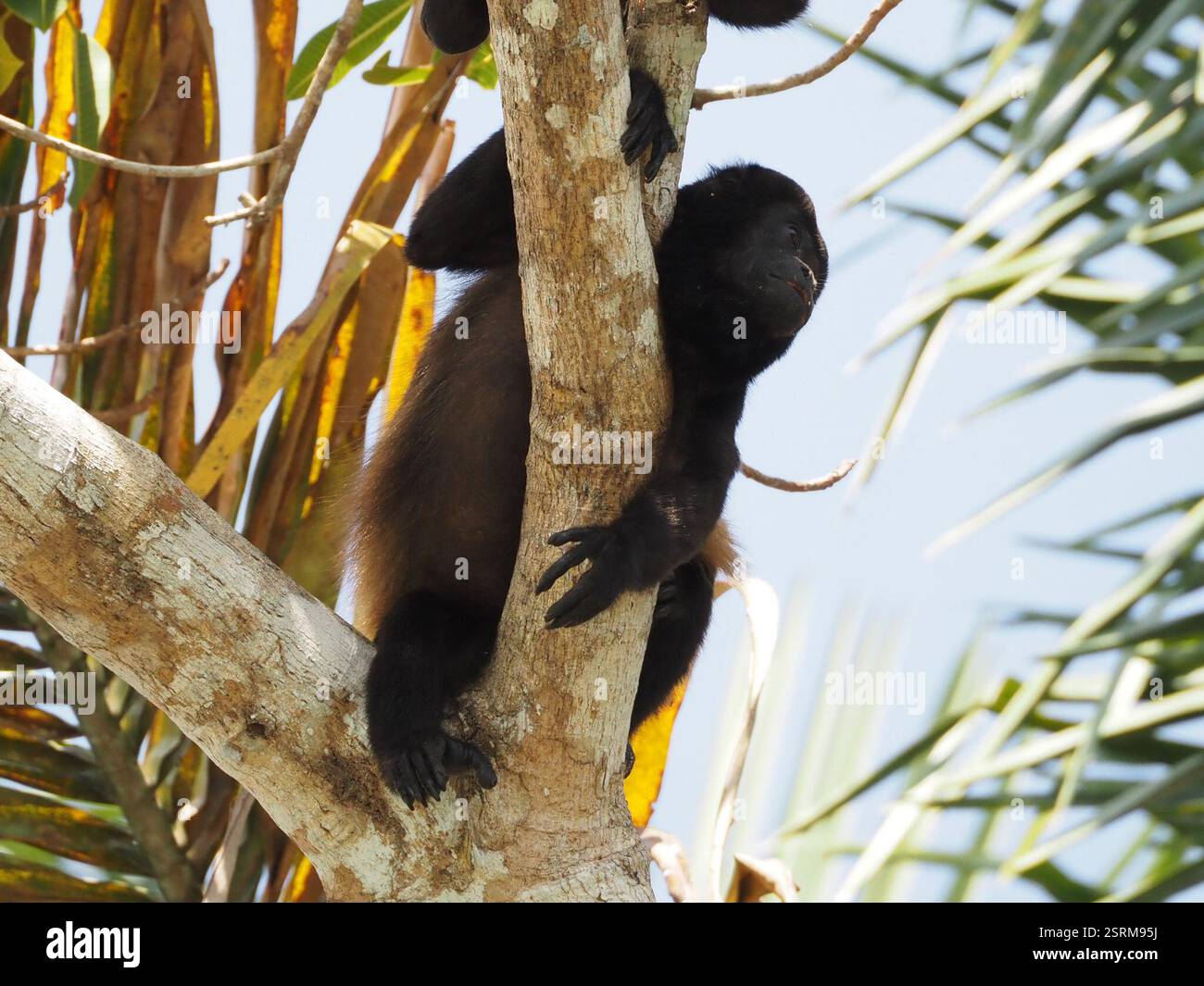 Mantled Howler Monkey (Alouatta palliata), Mammalia, Colón District ...