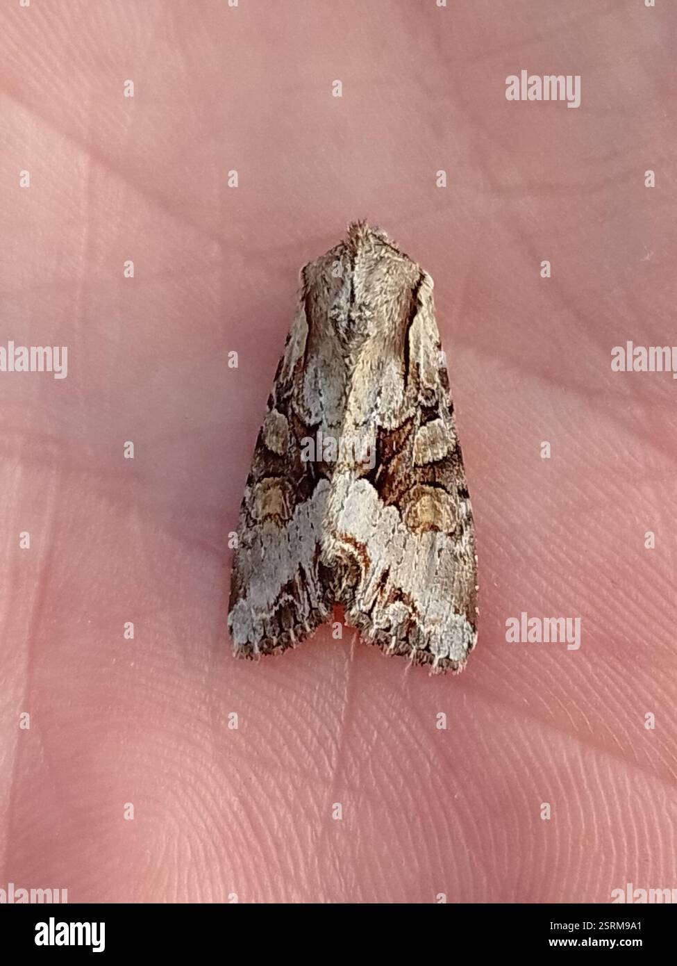 Light Brocade (Lacanobia w-latinum), Insecta, Walberswick, UK Stock ...
