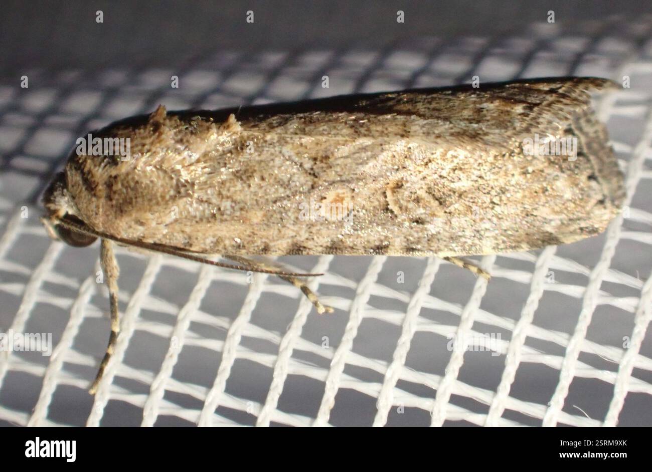 Beet Armyworm Moth (Spodoptera exigua), Insecta, RP1506, Telouet, Drâa-Tafilalet, MA Stock Photo ...
