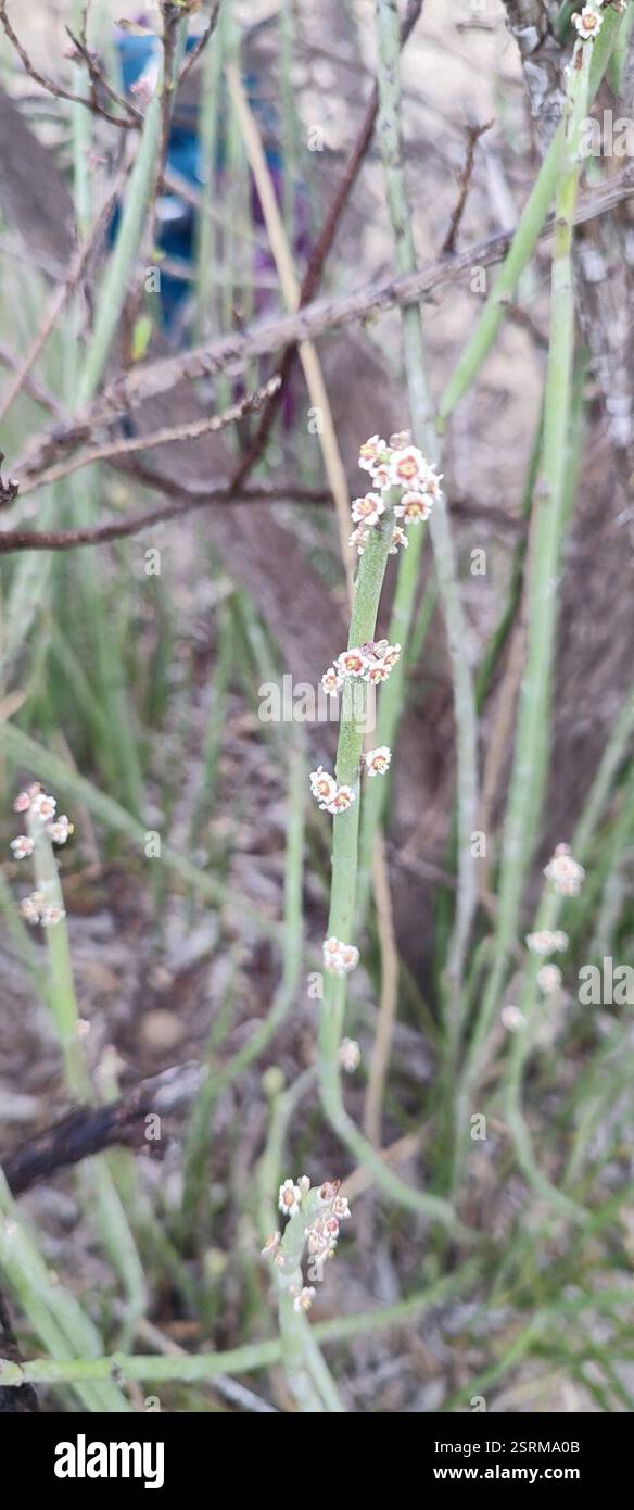 candelilla (Euphorbia antisyphilitica), Plantae, 65115 N.L., México ...