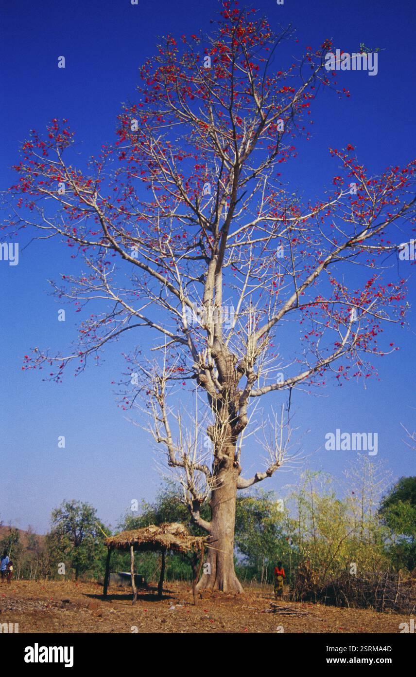 Red Silk Cotton tree, Mahabaleshwar, Maharashtra, India, Asia Stock ...