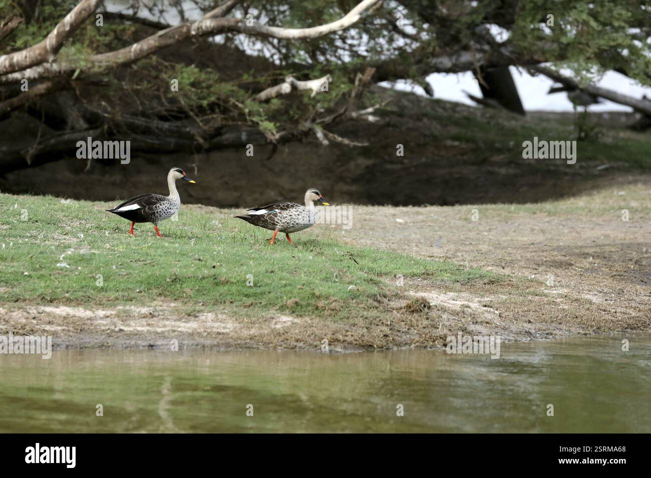 Spotbill duck, thol, Gujarat, India, Asia Stock Photo - Alamy