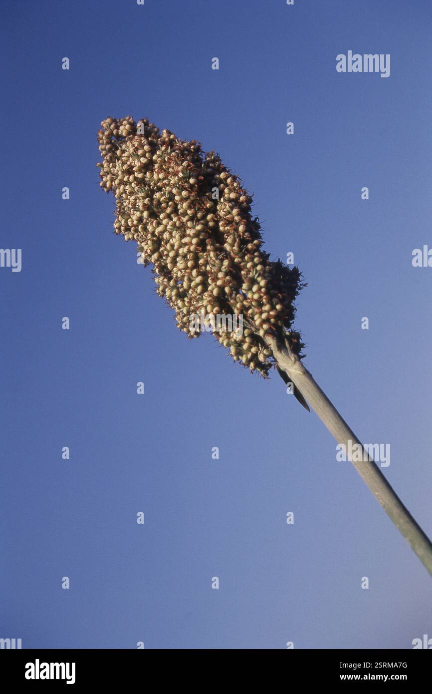 Close up of Ear of Jowar, Murbad, District Thane, Maharashtra Stock ...