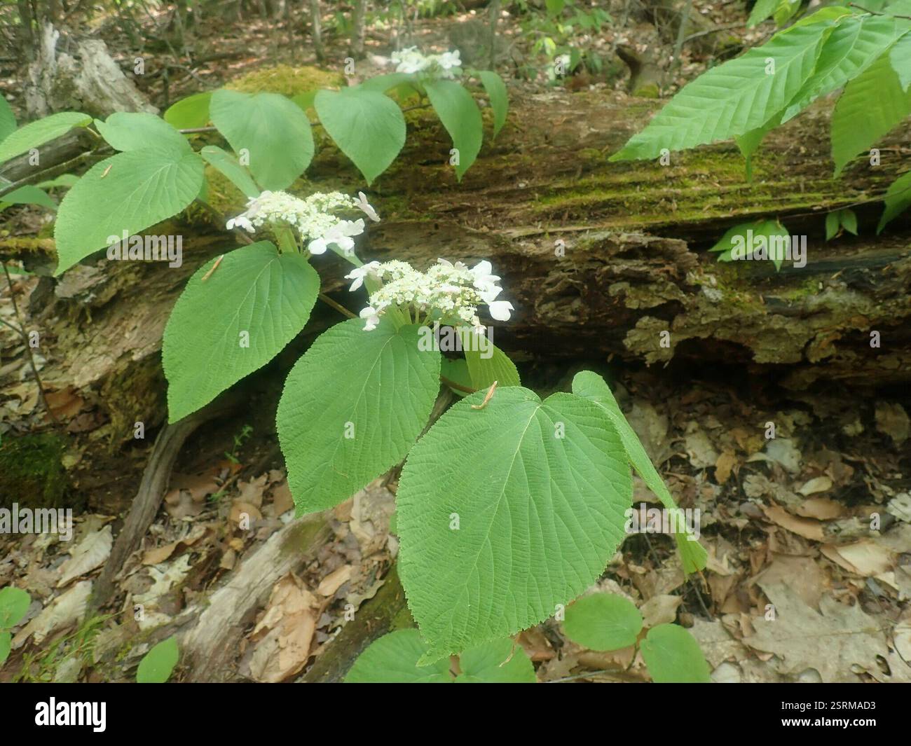 hobblebush (Viburnum lantanoides), Plantae, Ashfield, MA, USA Stock ...