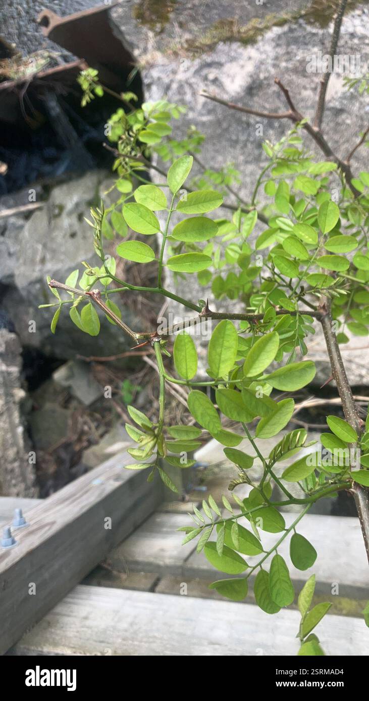 black locust (Robinia pseudoacacia), Plantae, Brunswick, tree with ...