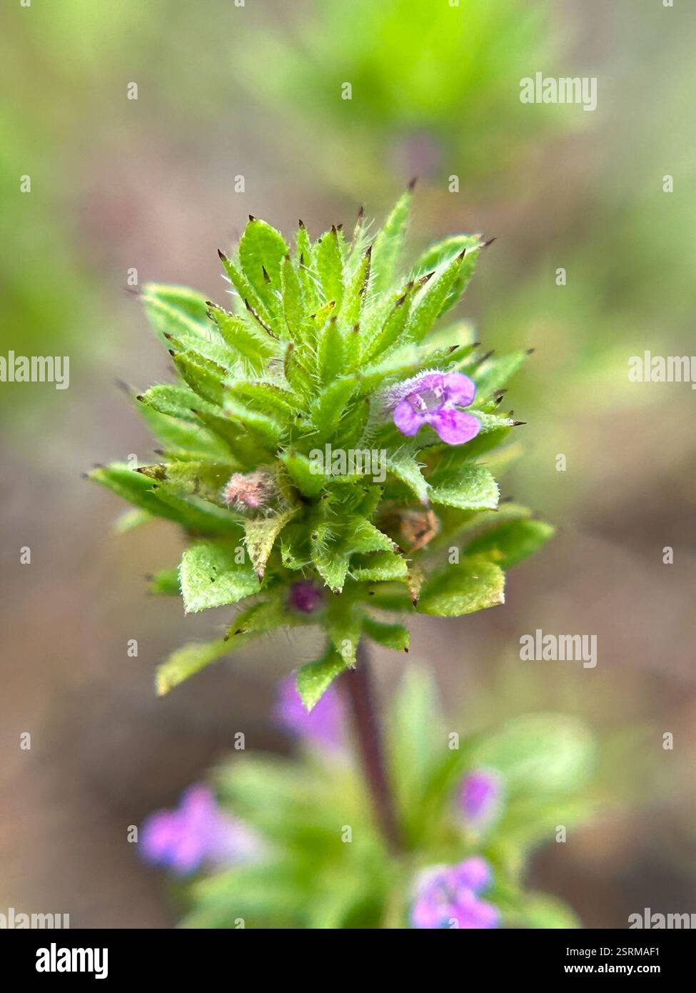 thyme-leaved pogogyne (Pogogyne serpylloides), Plantae, Montaña de Oro ...