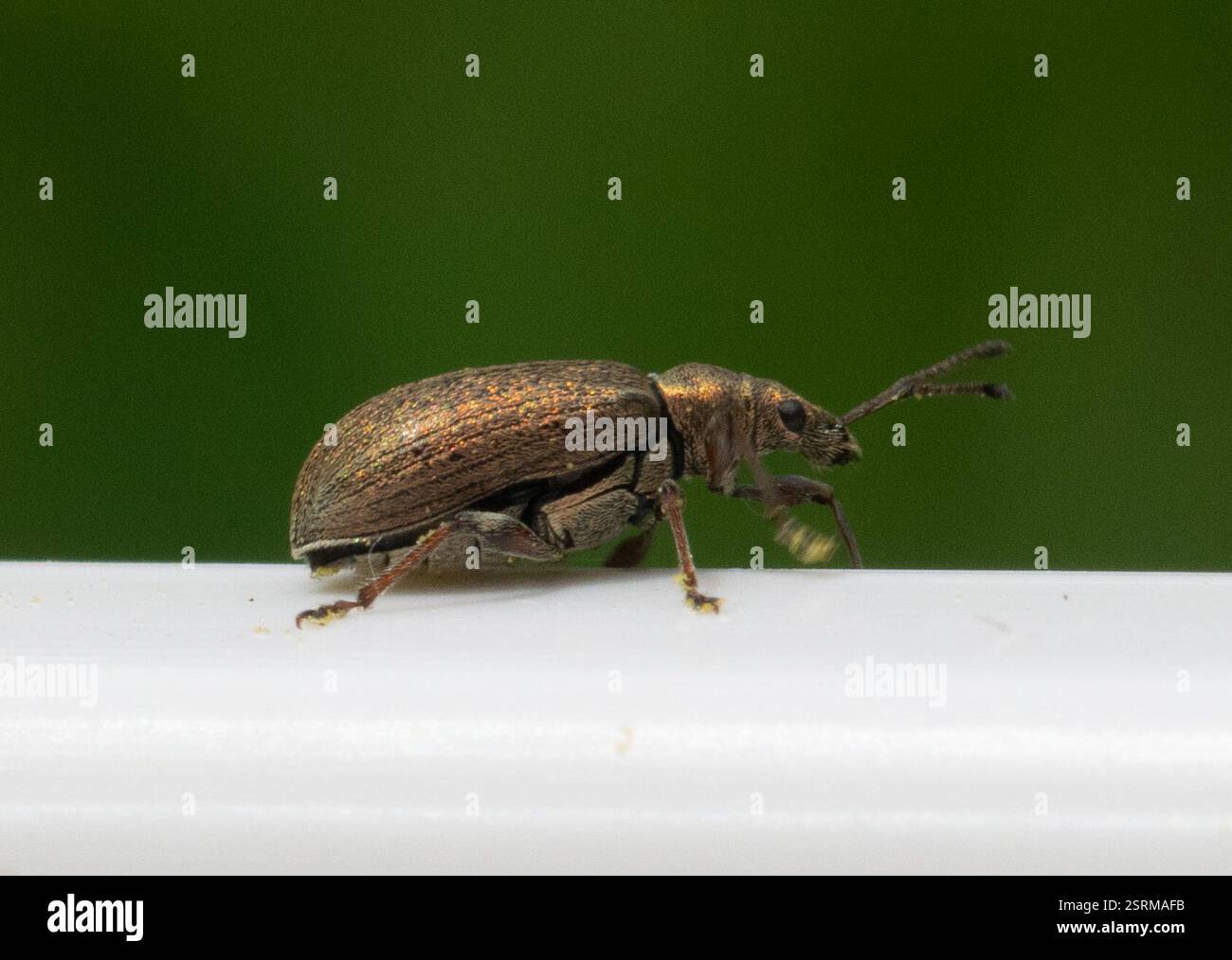 Common Leaf Weevil (Phyllobius pyri), Insecta, London, UK Stock Photo ...