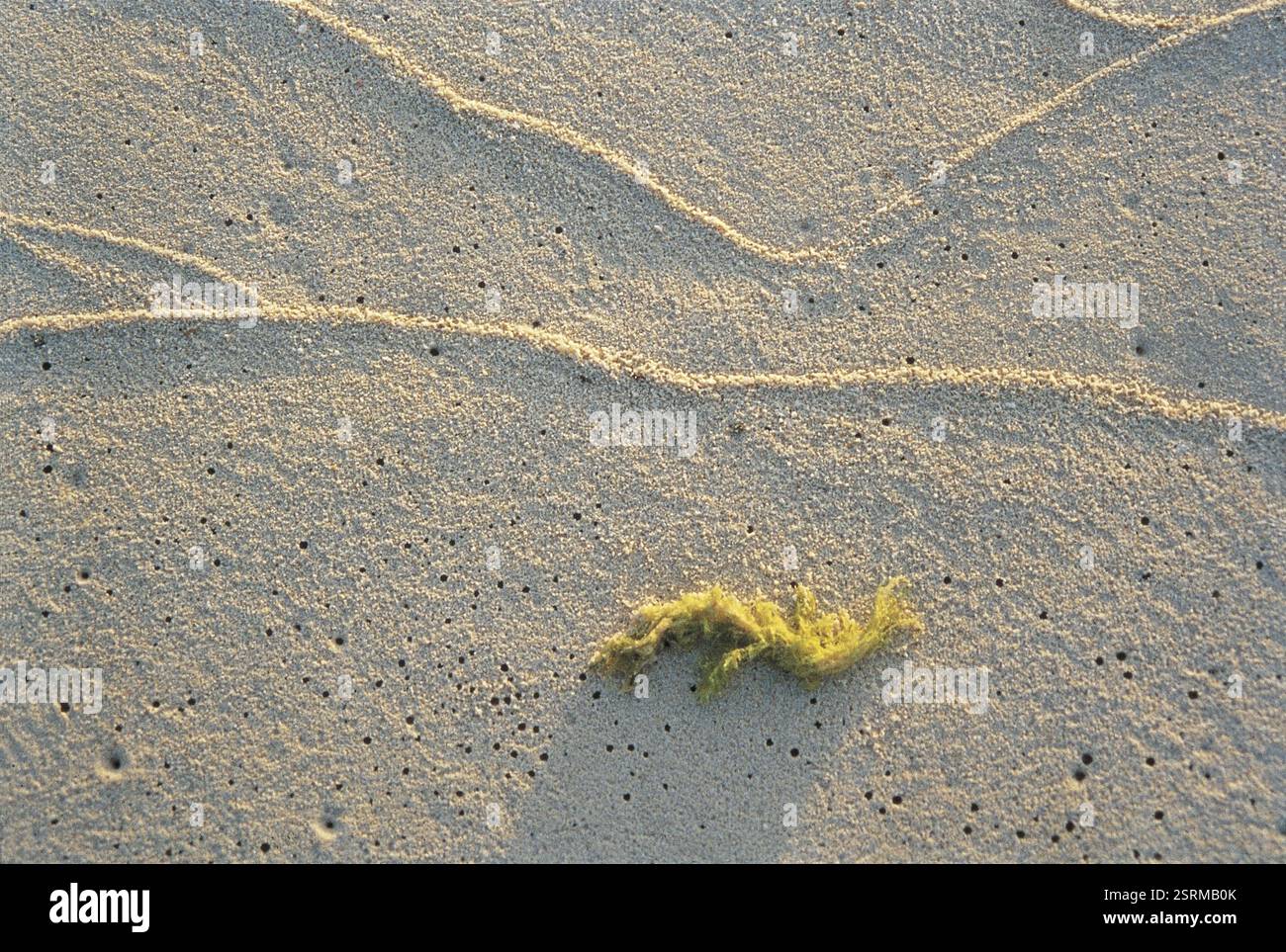 Green Algae, Lakshadweep, India, Asia Stock Photo - Alamy