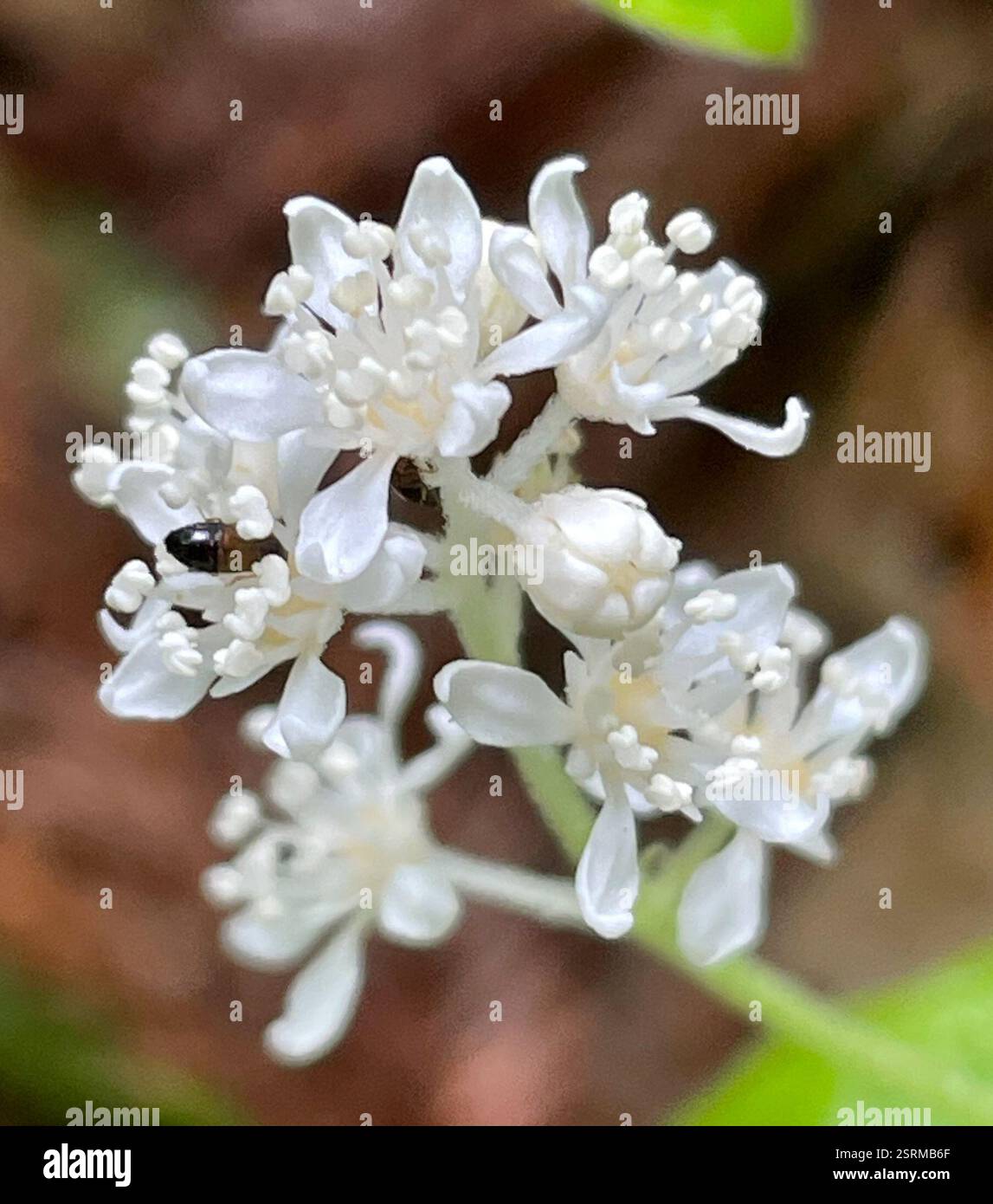 modesty (Whipplea modesta), Plantae, The Forest of Nisene Marks State ...